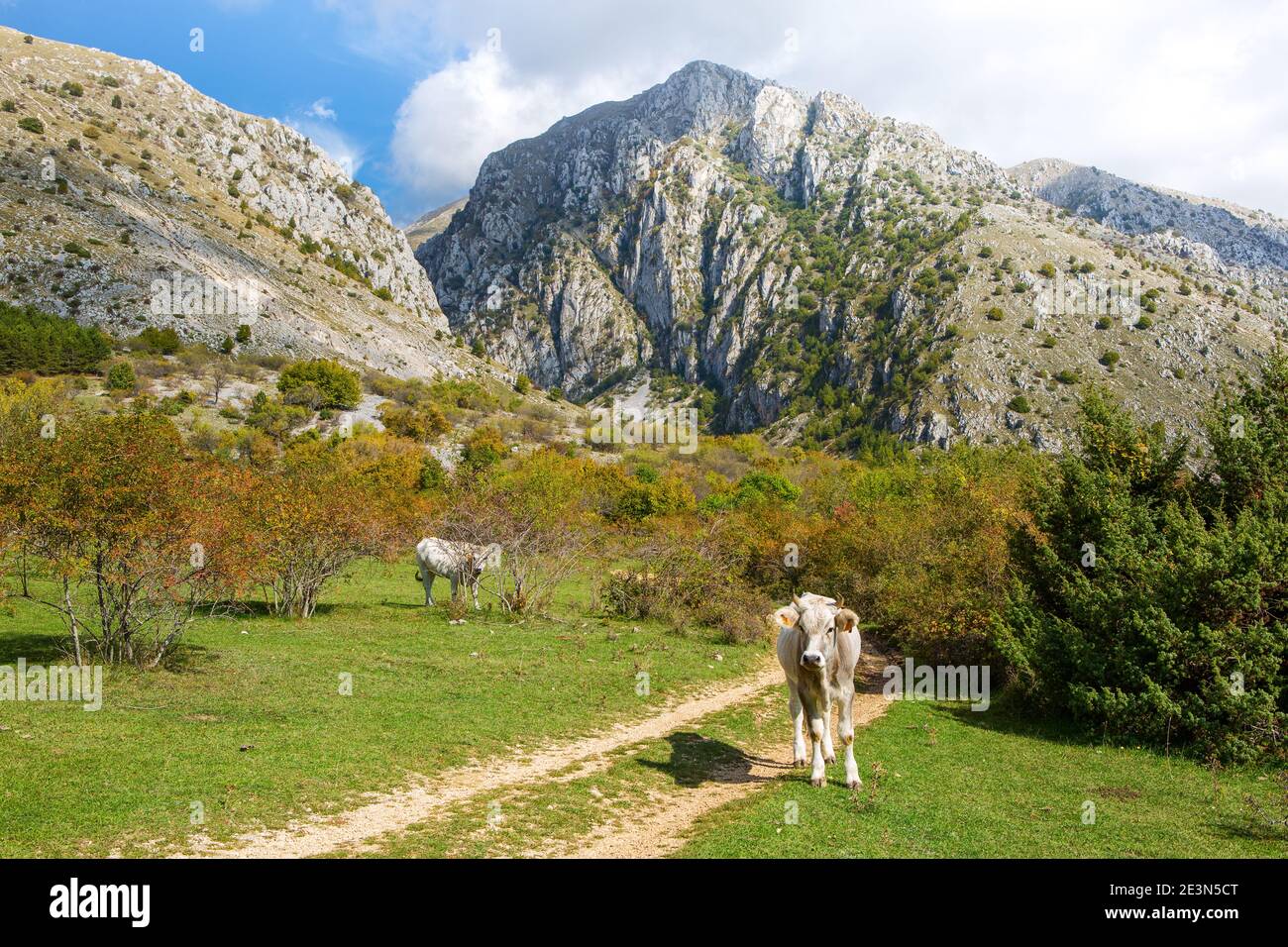 Central apennines italy animal hi-res stock photography and images - Alamy
