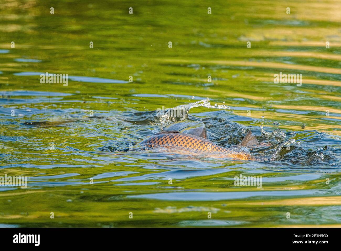 Common carp hi-res stock photography and images - Alamy