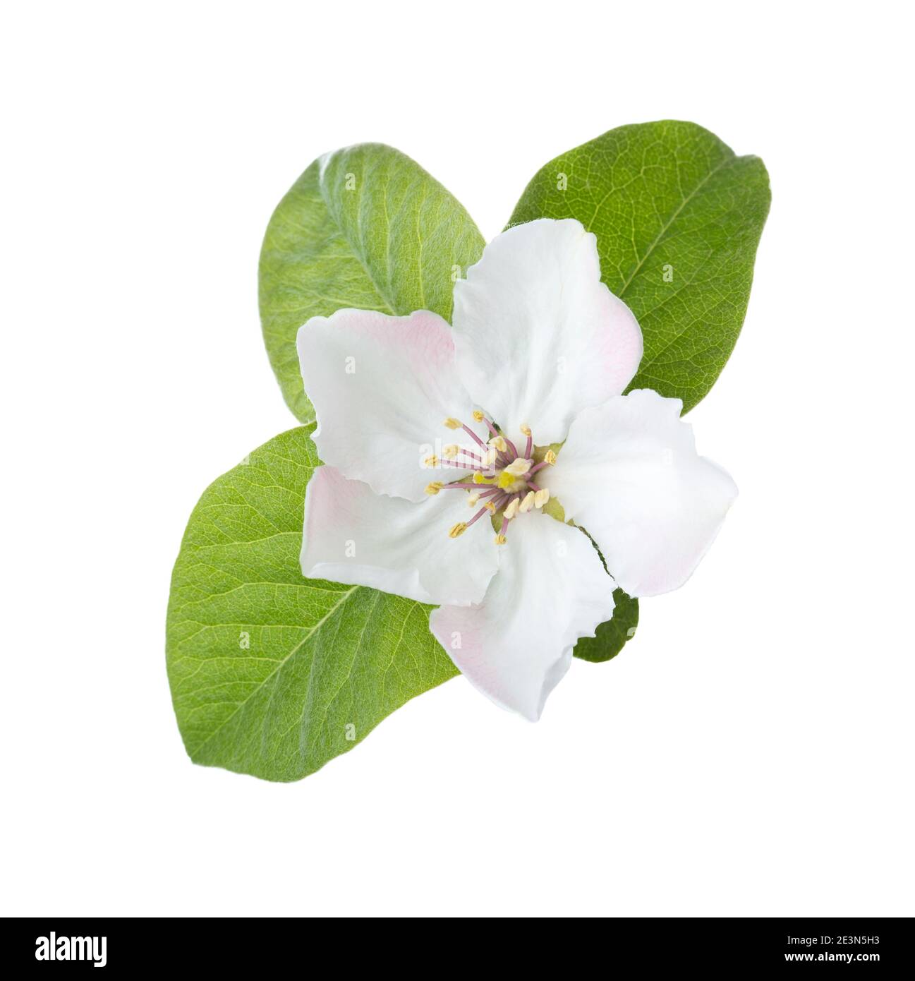 Flowering of quince Cut Out Stock Images & Pictures - Alamy