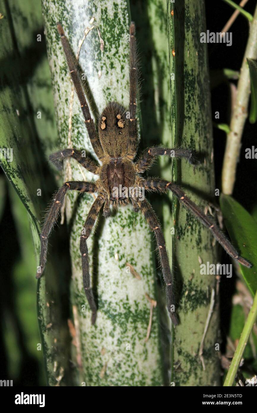 Wandering spider hi-res stock photography and images - Alamy