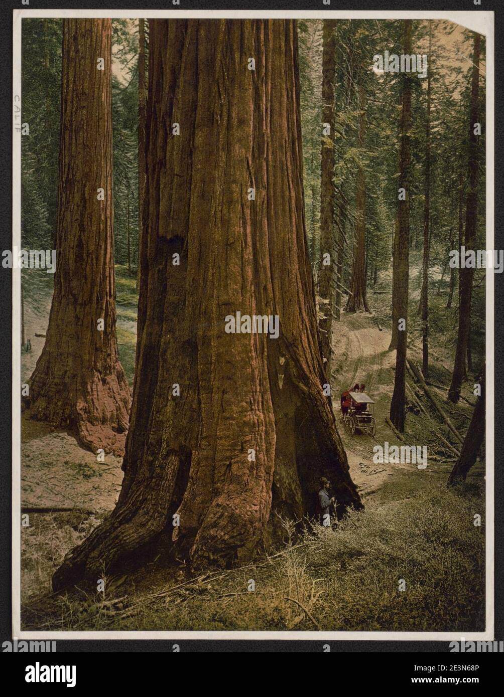 Mariposa Grove of big trees. ''Three graces'' Stock Photo - Alamy