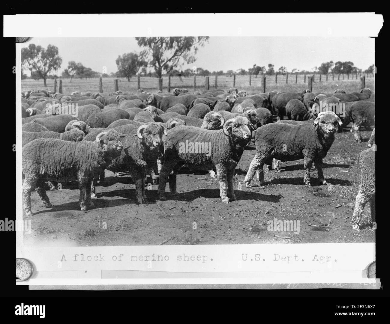 Marino sheep hi-res stock photography and images - Alamy