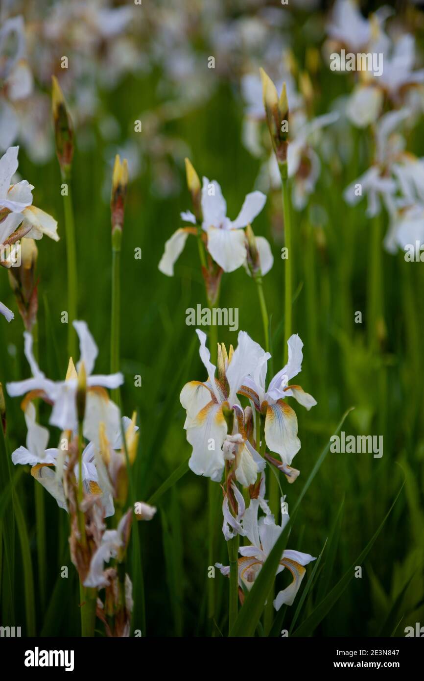 White irises on the flower bed. Japanese iris in the garden. White ...