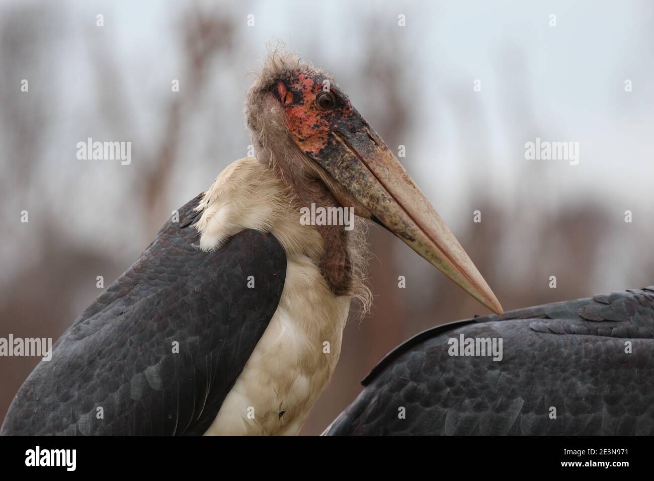Marabou storks stand on the banks of Lake Naivasha in Kenya Stock Photo ...