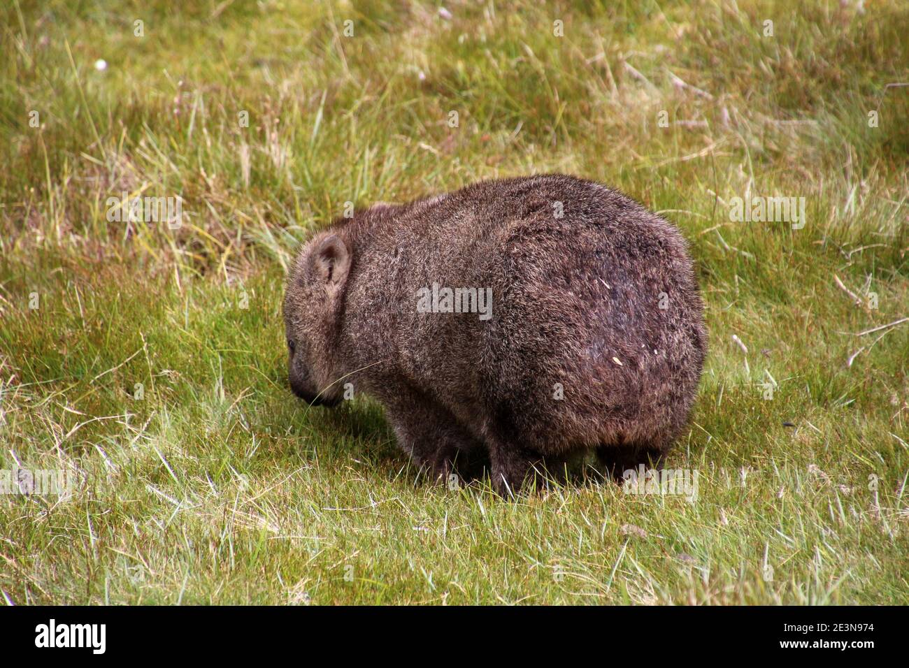 Wombat claws hi-res stock photography and images - Alamy