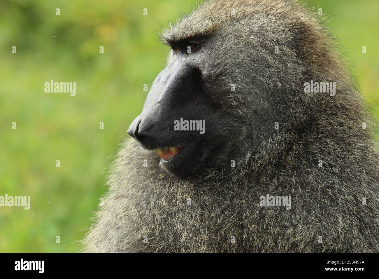 Baboon teeth hi-res stock photography and images - Alamy