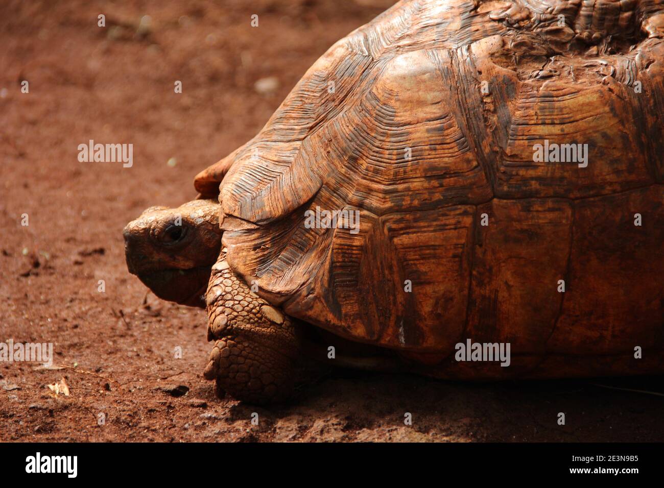 A leopard tortoise with a damaged shell in the Giraffe Center in ...