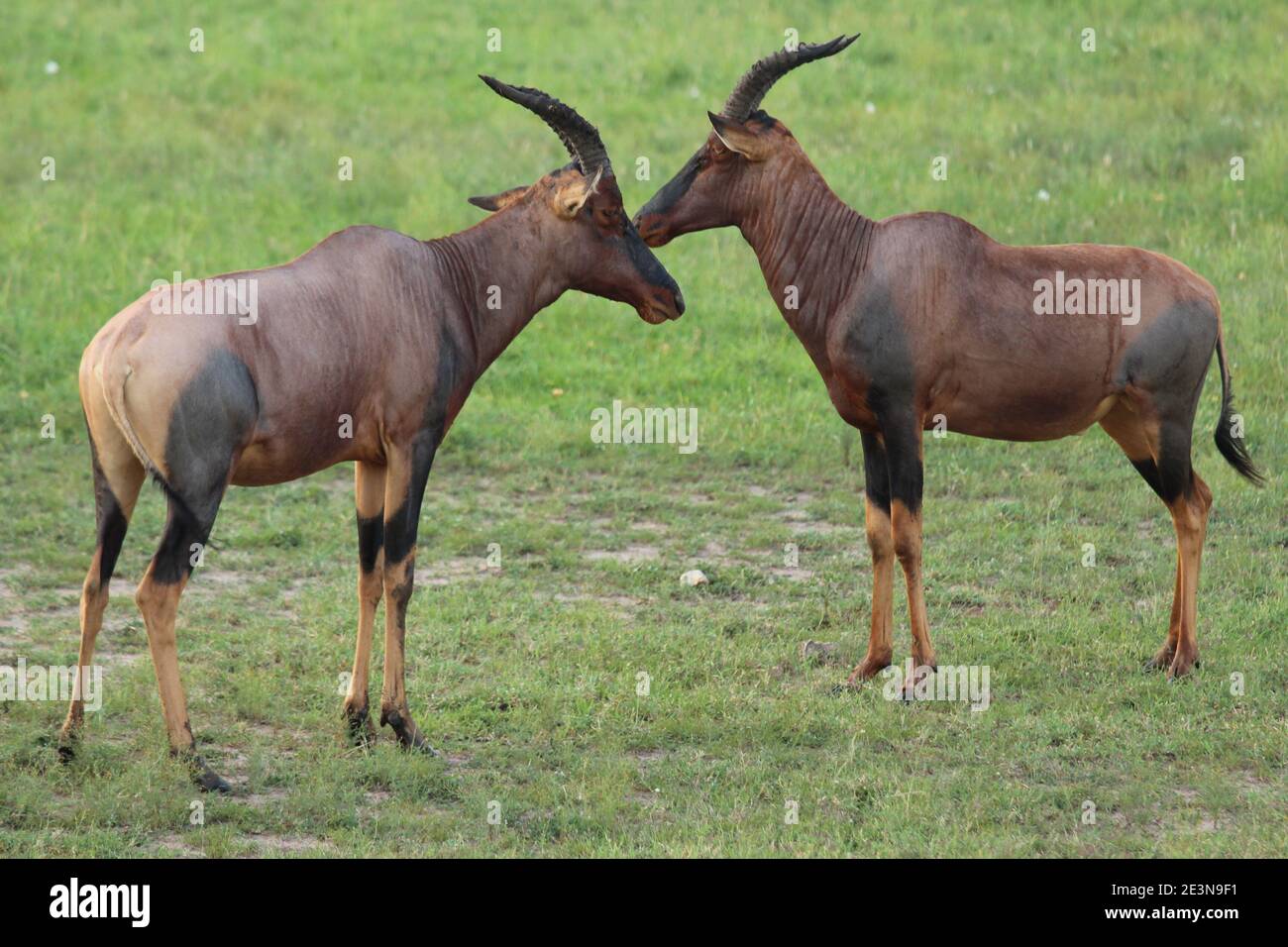 Red topi hi-res stock photography and images - Alamy