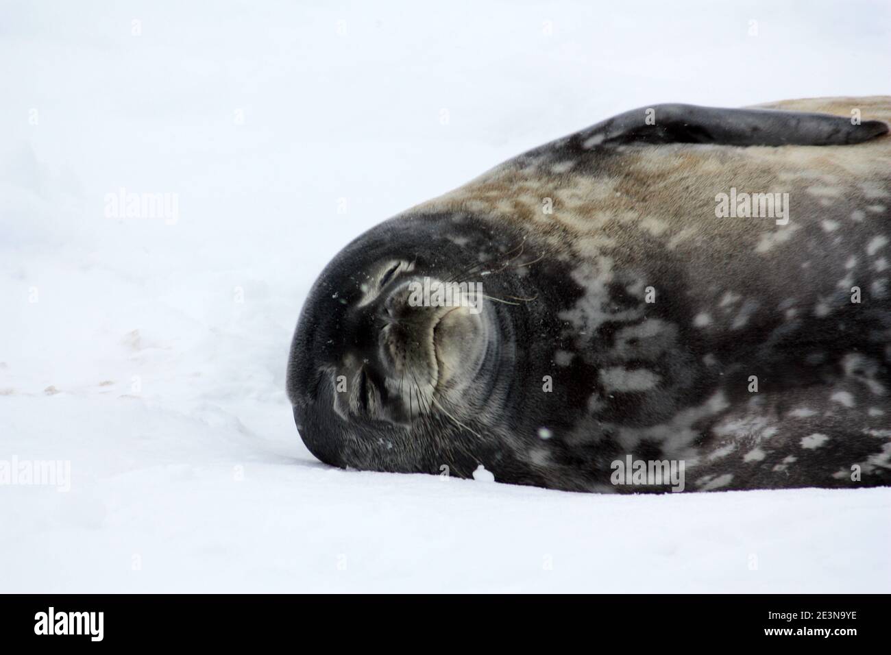 Antarctic fur seal in its environment hi-res stock photography and ...