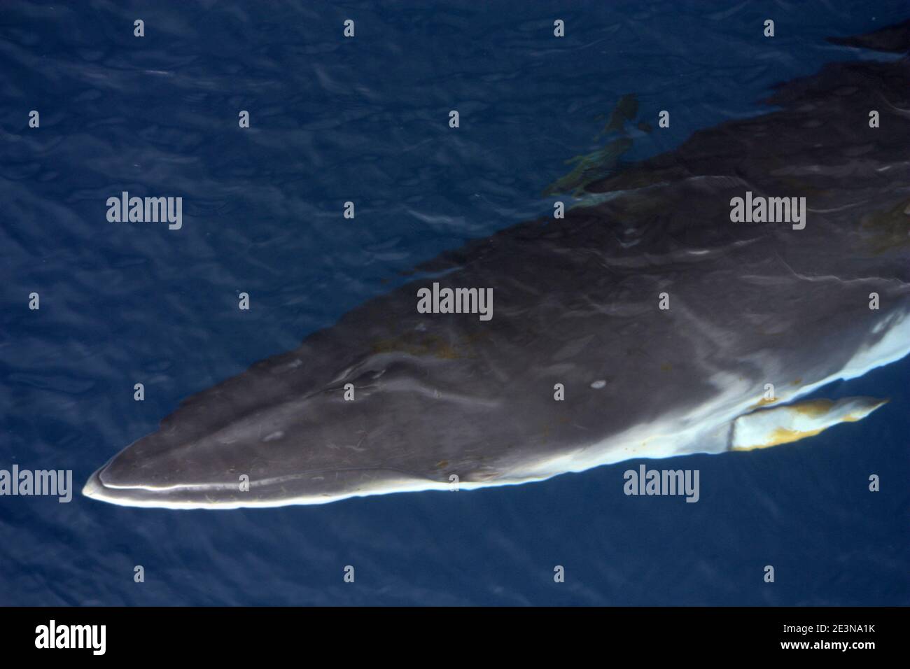 Antarctic minke whale hi-res stock photography and images - Alamy