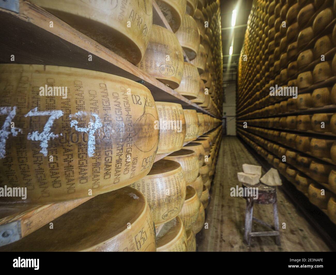 Parmigiano Reggiano are laid in rows and left to rest on wooden boards ...