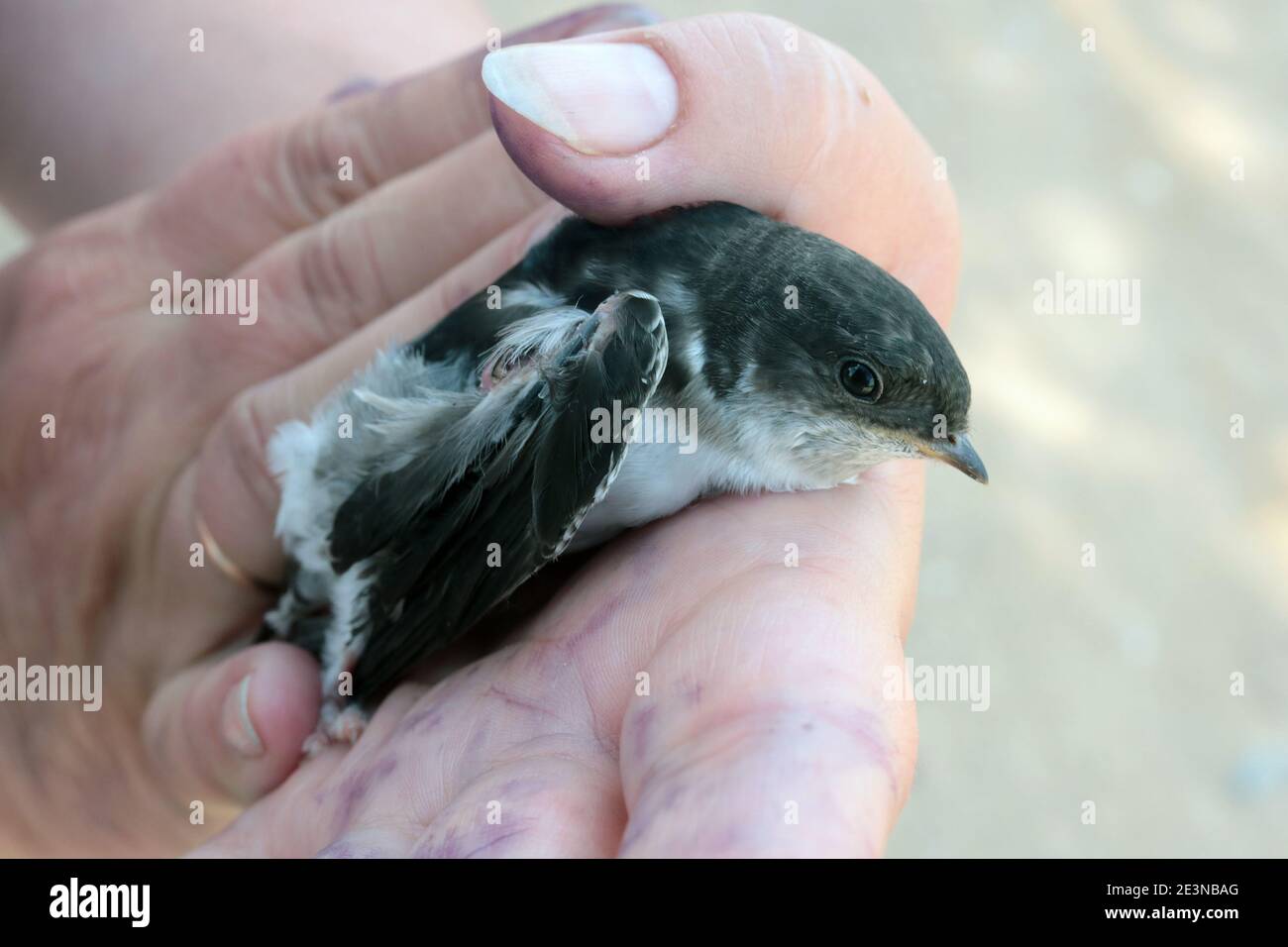 A village woman tries to help a wounded bird Stock Photo - Alamy