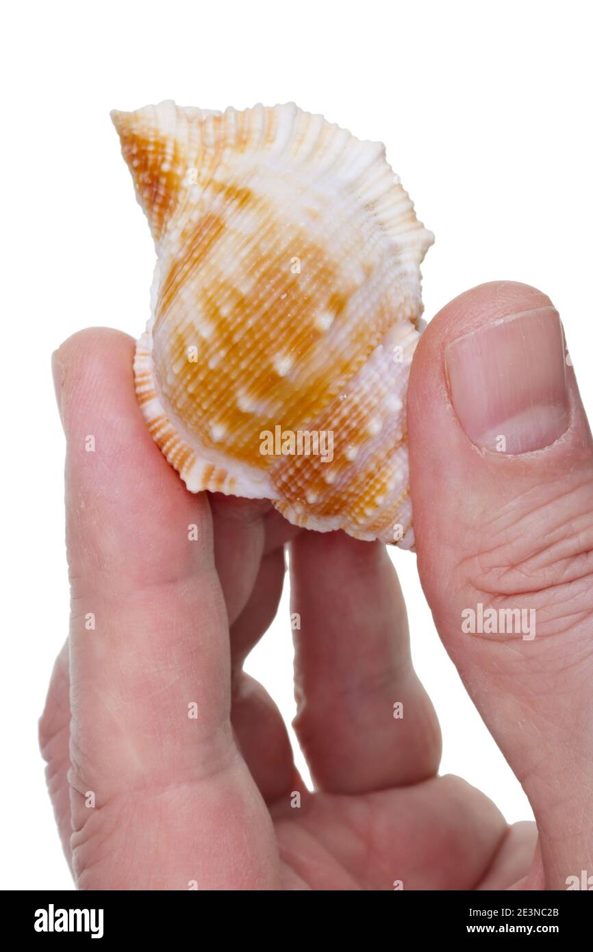The marine biologist hold the shell of underwater mollusk. Isolated on ...