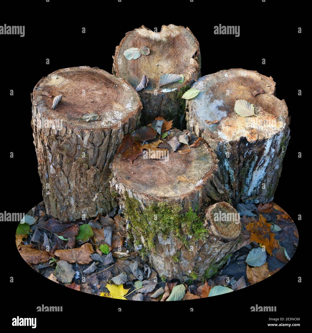 Four stumps hi-res stock photography and images - Alamy