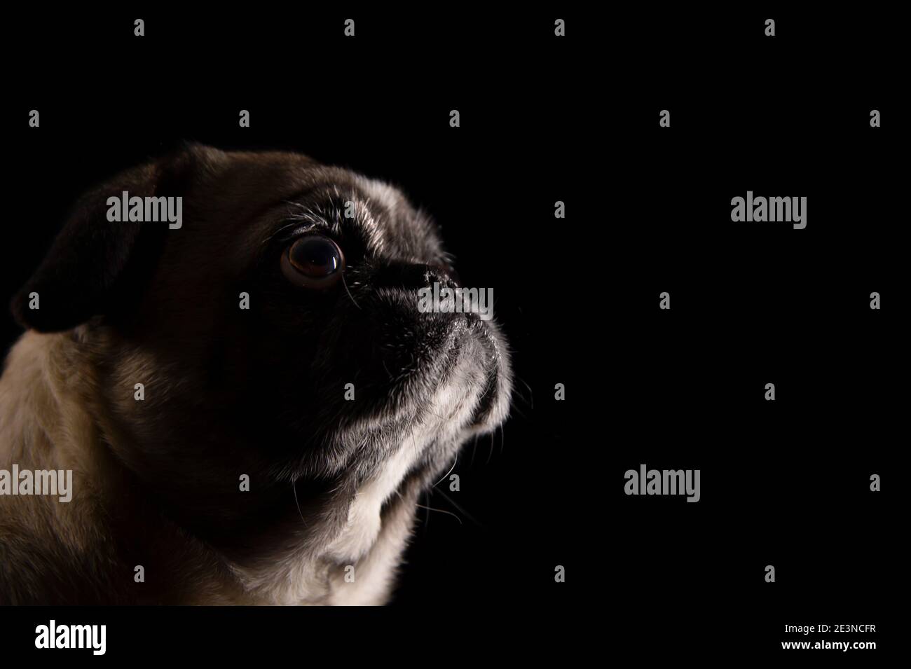 Pug nose hi-res stock photography and images - Alamy