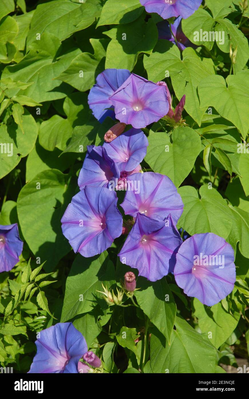 Purple morning glory flowers, also known as Ipomoea purpurea Stock ...