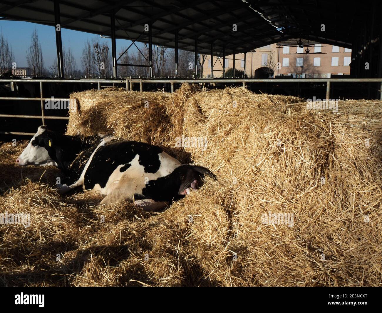 Dairy farm design hi-res stock photography and images - Alamy