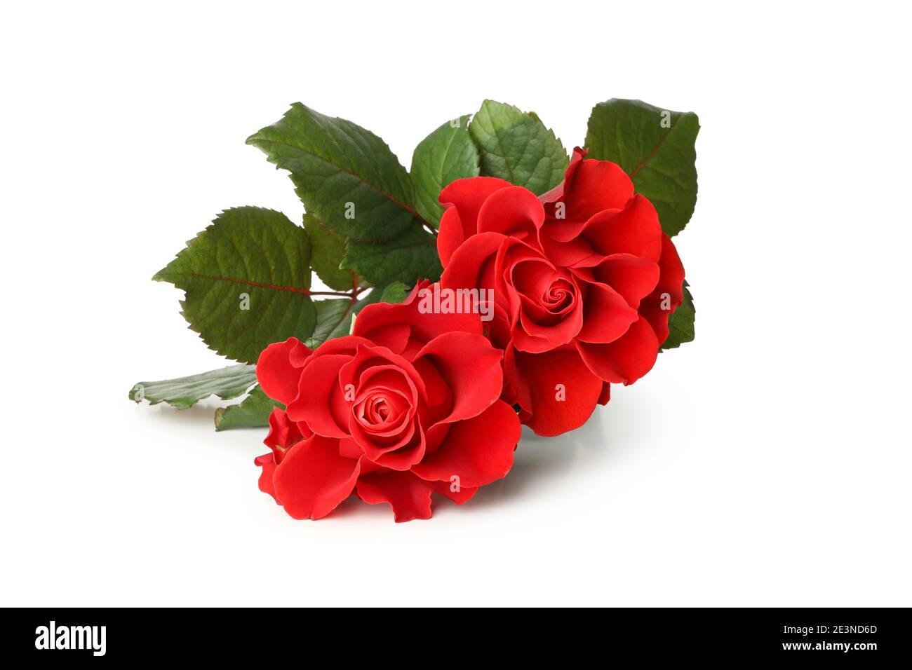 Beautiful red roses isolated on white background Stock Photo - Alamy