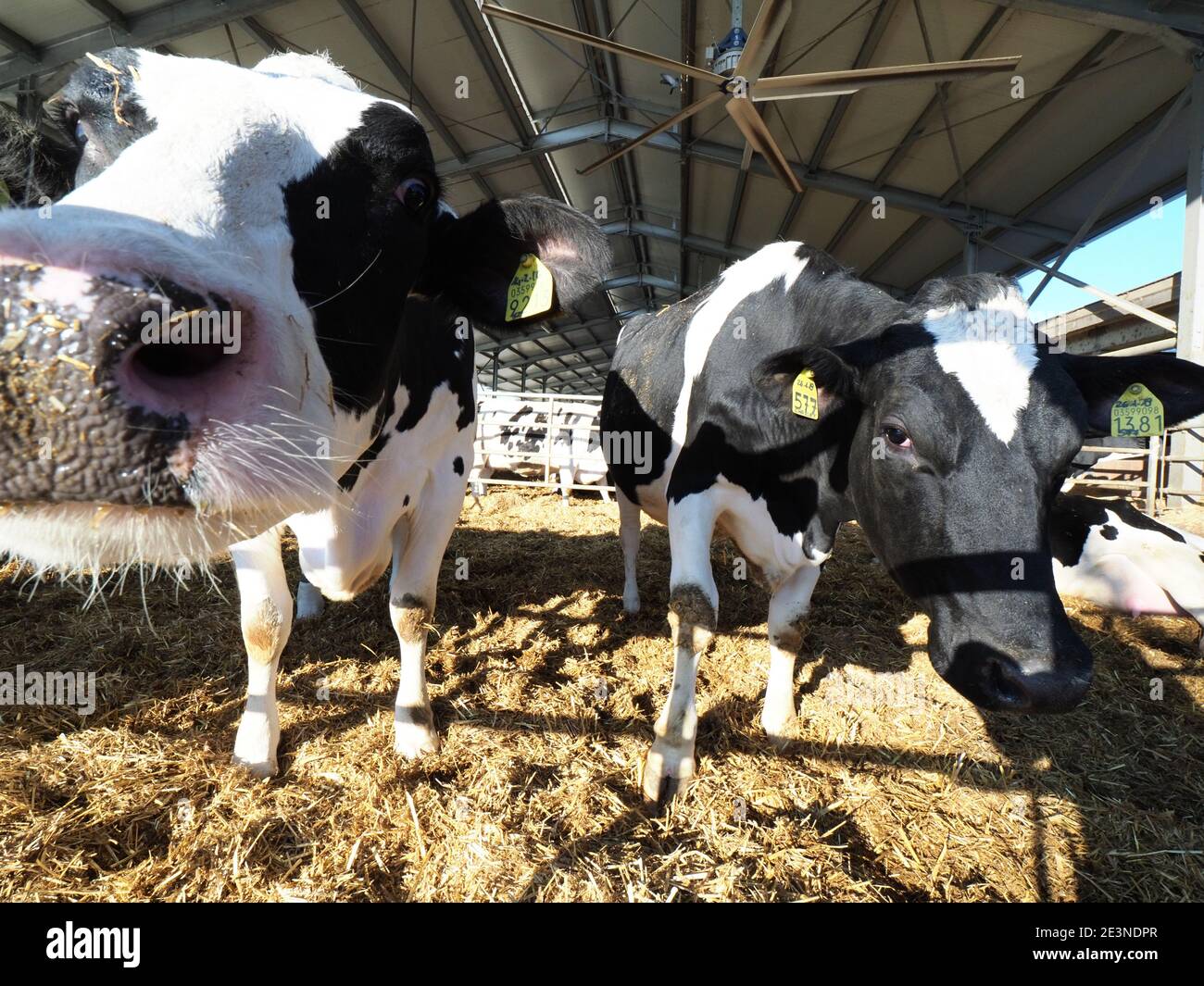 Milk cows in a farm Stock Photo - Alamy