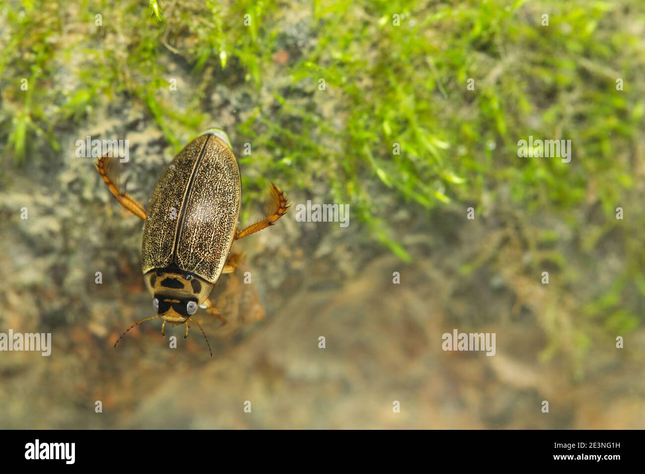 Diving beetle (Rhantus frontalis Stock Photo - Alamy