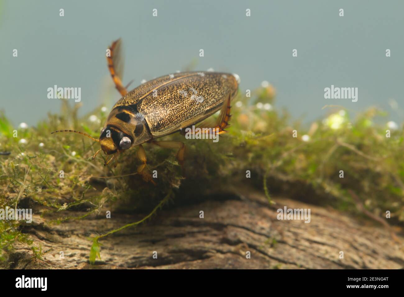 Diving beetle (Rhantus frontalis Stock Photo - Alamy