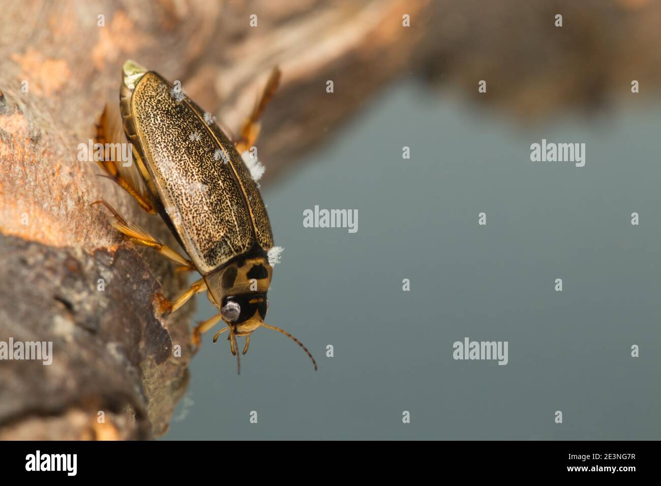 Diving beetle (Rhantus frontalis Stock Photo - Alamy