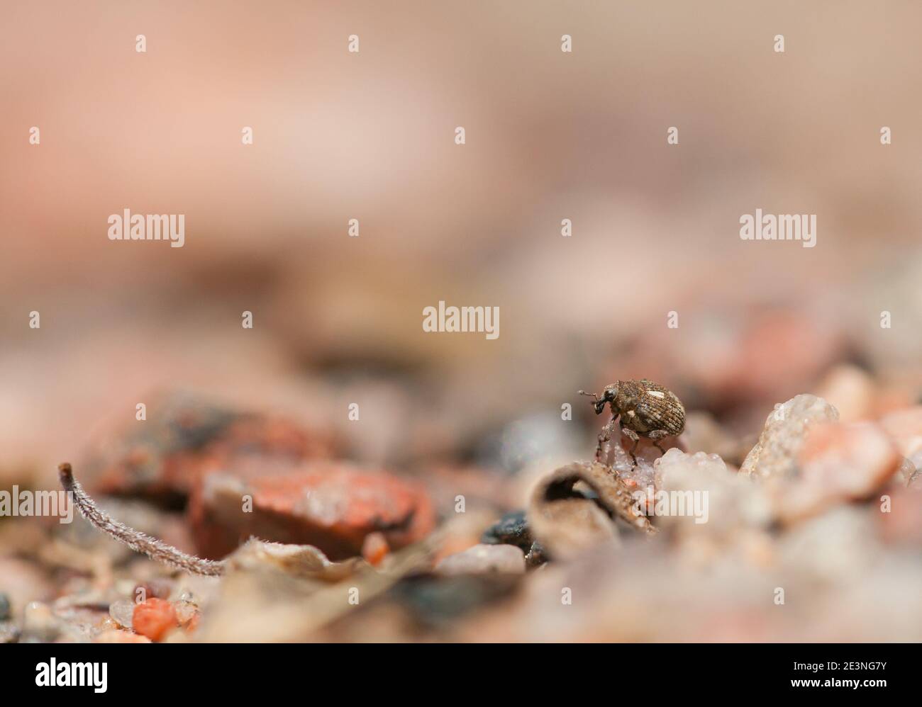 Rhinoncus hi-res stock photography and images - Alamy