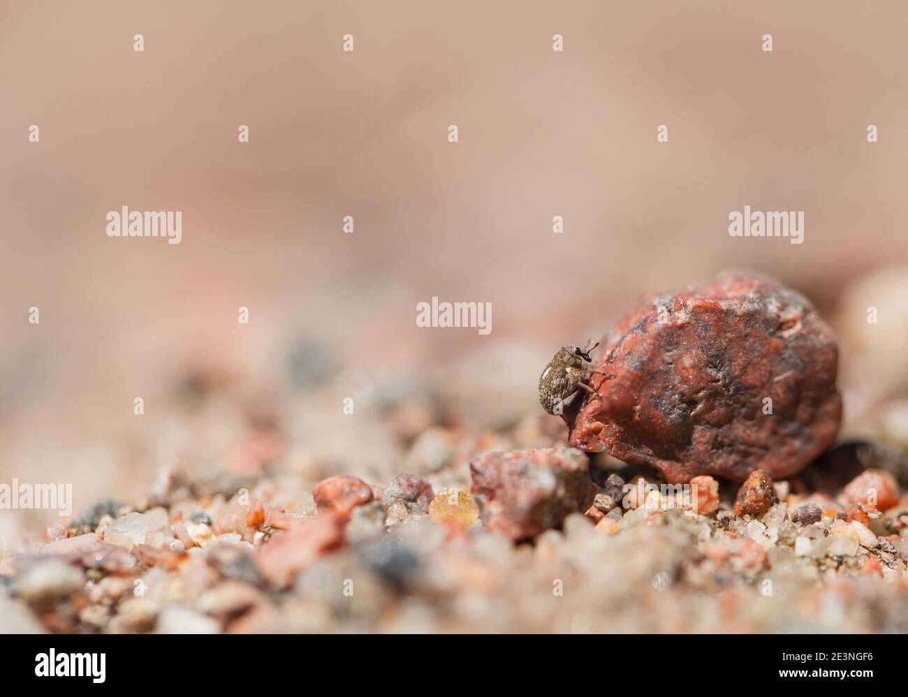 Minute seed hi-res stock photography and images - Alamy