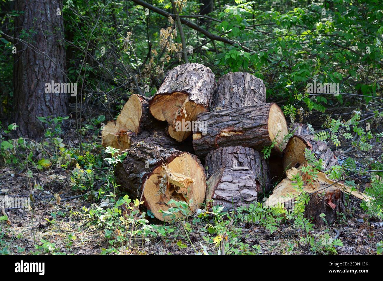 Cutting down oak tree hi-res stock photography and images - Alamy