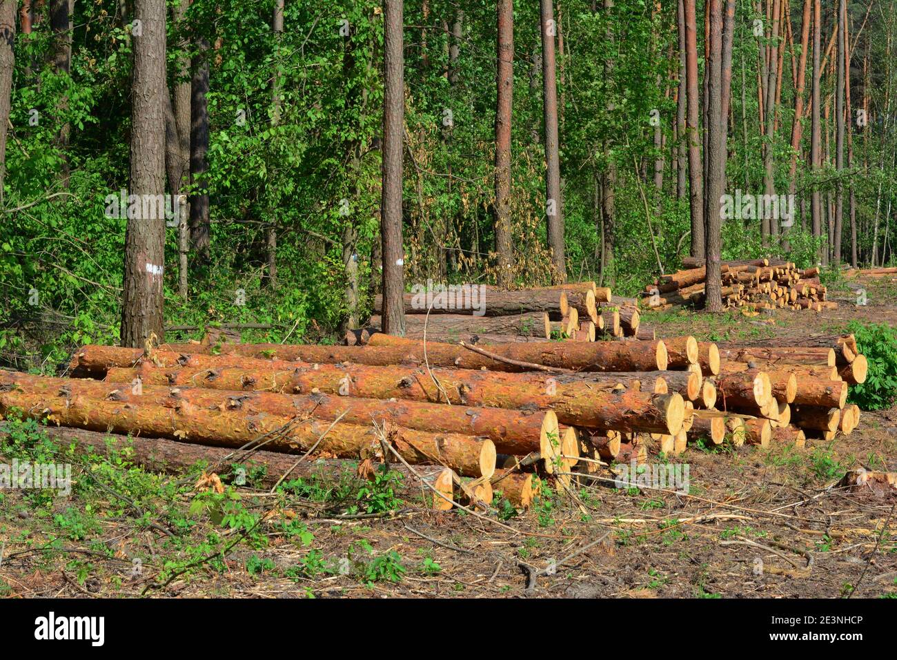 Piles of pine logs cut down in a forest, logging area as the evidence ...