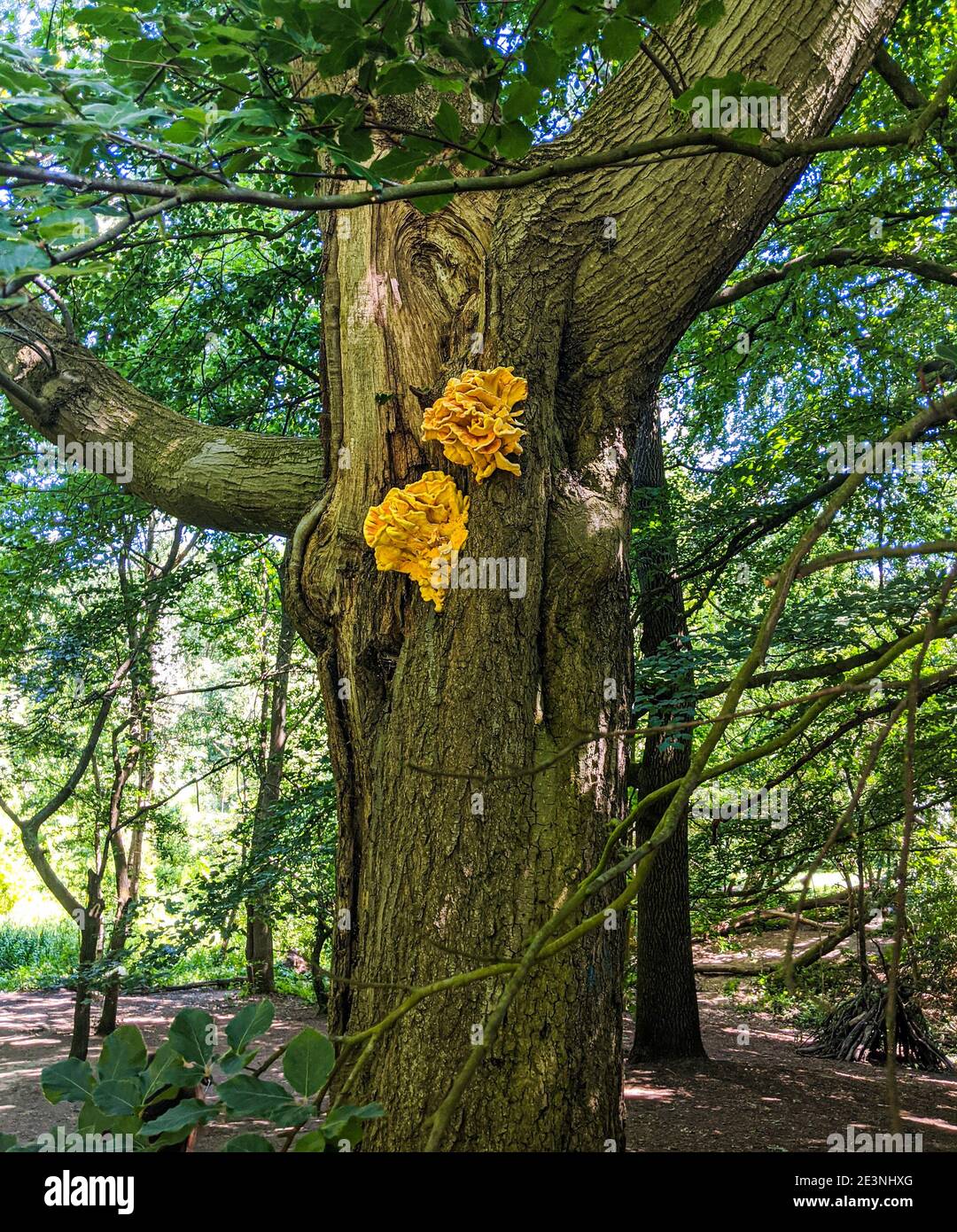 Chicken of the Woods (Laetiporus sulphureus). A bright yellow, edible ...