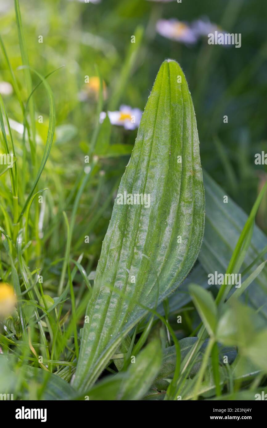Spitz-Wegerich, Spitzwegerich, Wegerich, Plantago lanceolata, English ...