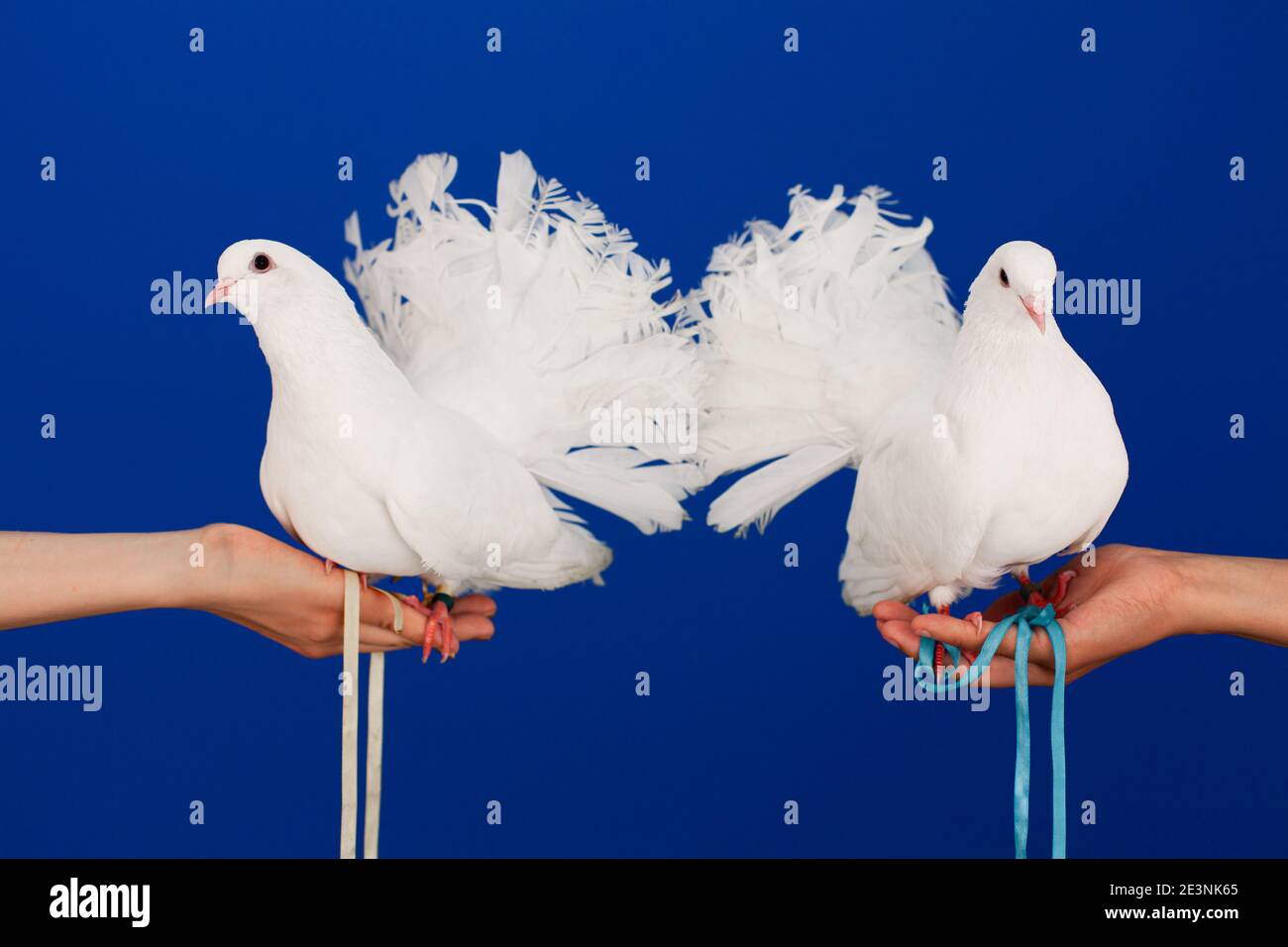 White Dove Hand High Resolution Stock Photography and Images - Alamy