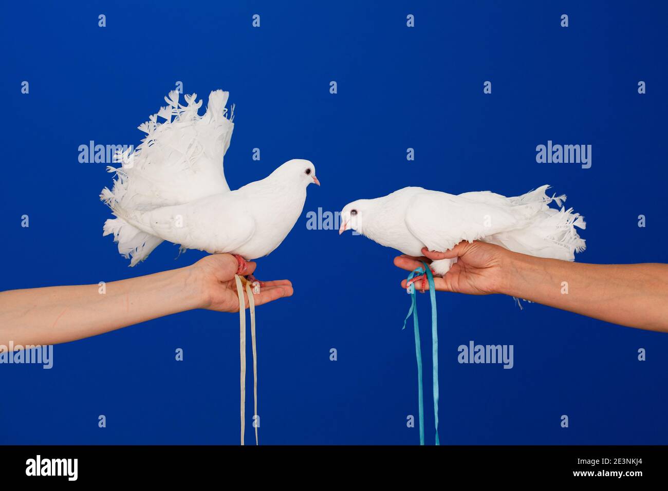 White dove on hand hi-res stock photography and images - Alamy