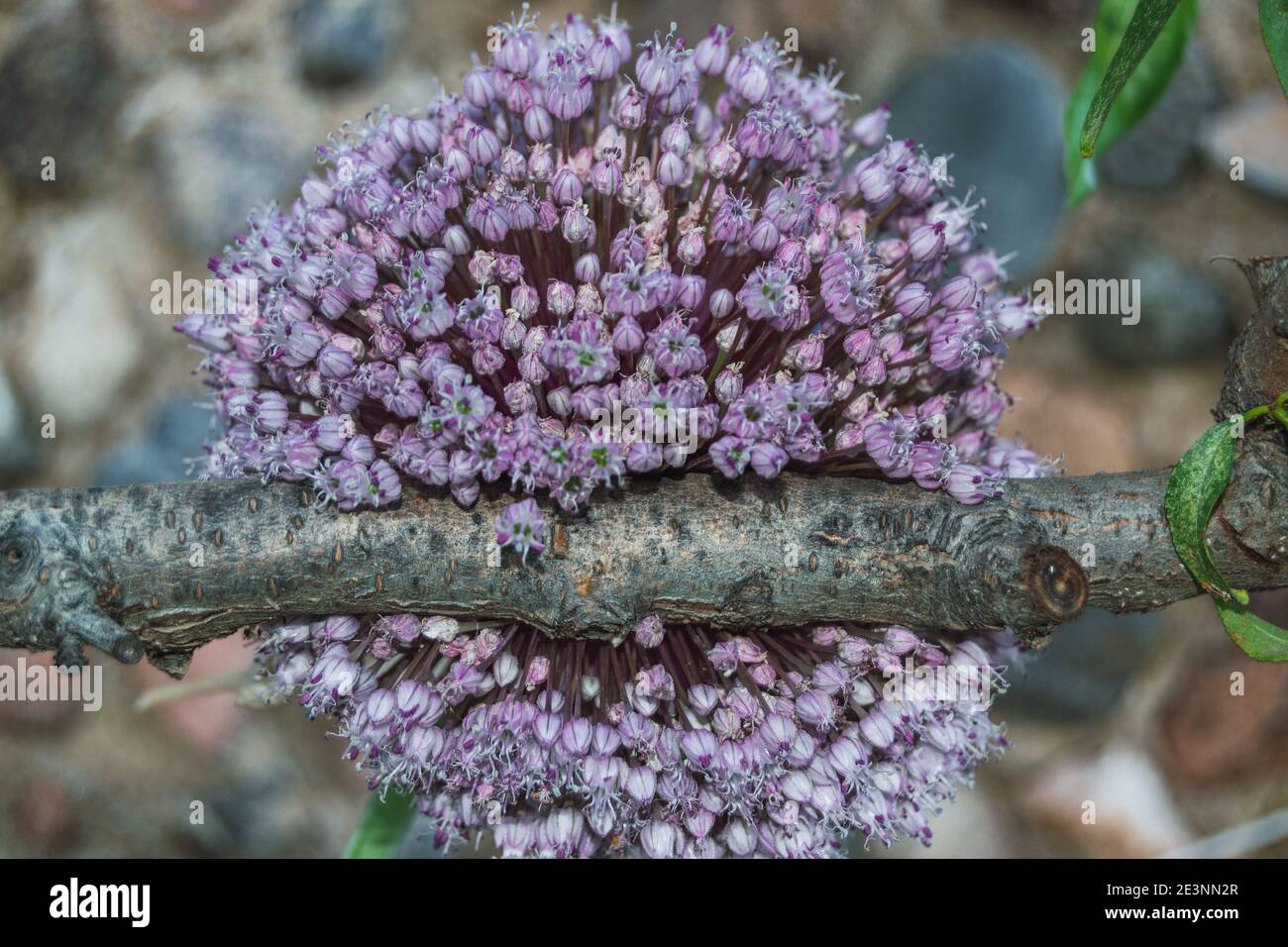 violet flower with a branch crossed in the middle Stock Photo - Alamy