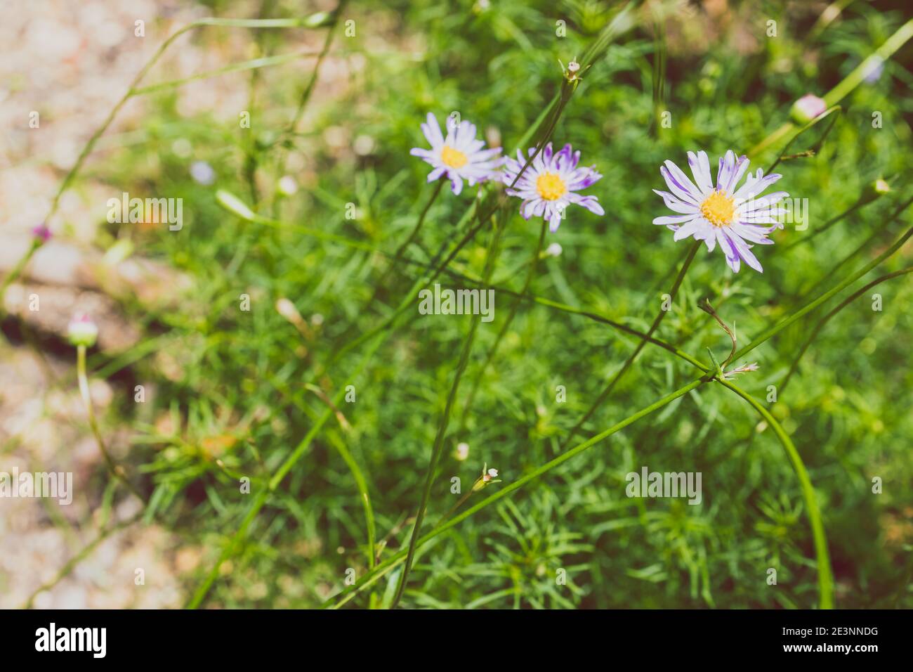 native Australian brachyscome Multifida Cut-Leafed Daisy plant with ...
