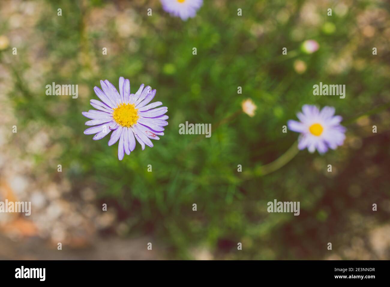 native Australian brachyscome Multifida Cut-Leafed Daisy plant with ...