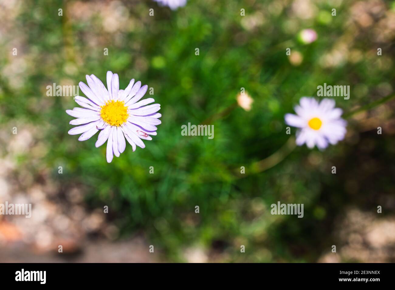 native Australian brachyscome Multifida Cut-Leafed Daisy plant with ...