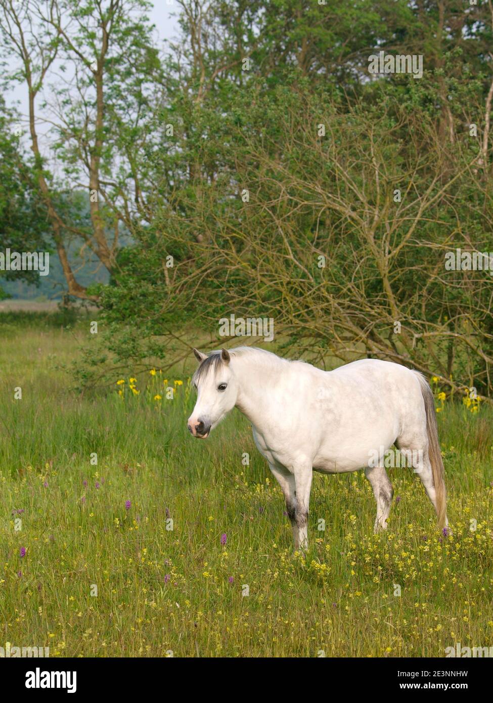 An overweight grey Welsh pony stands in a paddock Stock Photo - Alamy