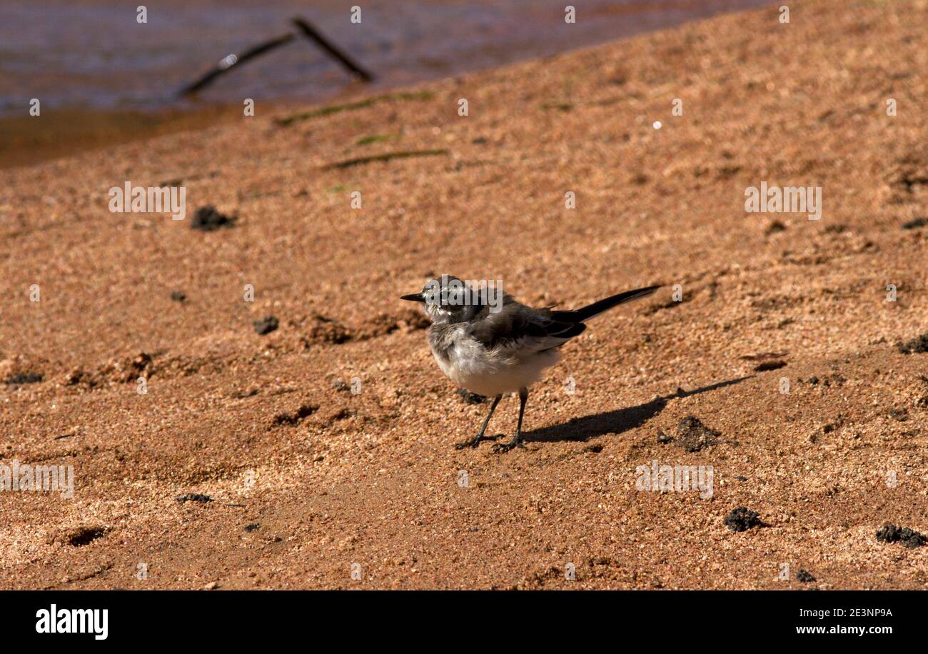 The commonest and most widely spread of the Wagtail family in East ...