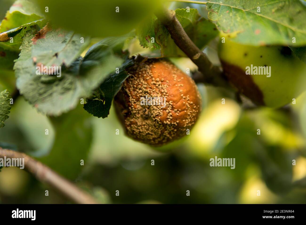 fresh green apple and rotten one hanging on a tree Stock Photo - Alamy