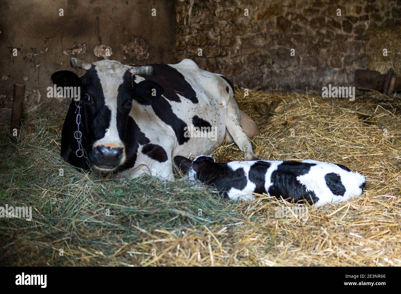 cow with small calf inside of an old cowshed Stock Photo - Alamy