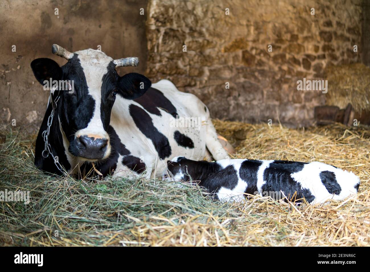 cow with small calf inside of an old cowshed Stock Photo - Alamy