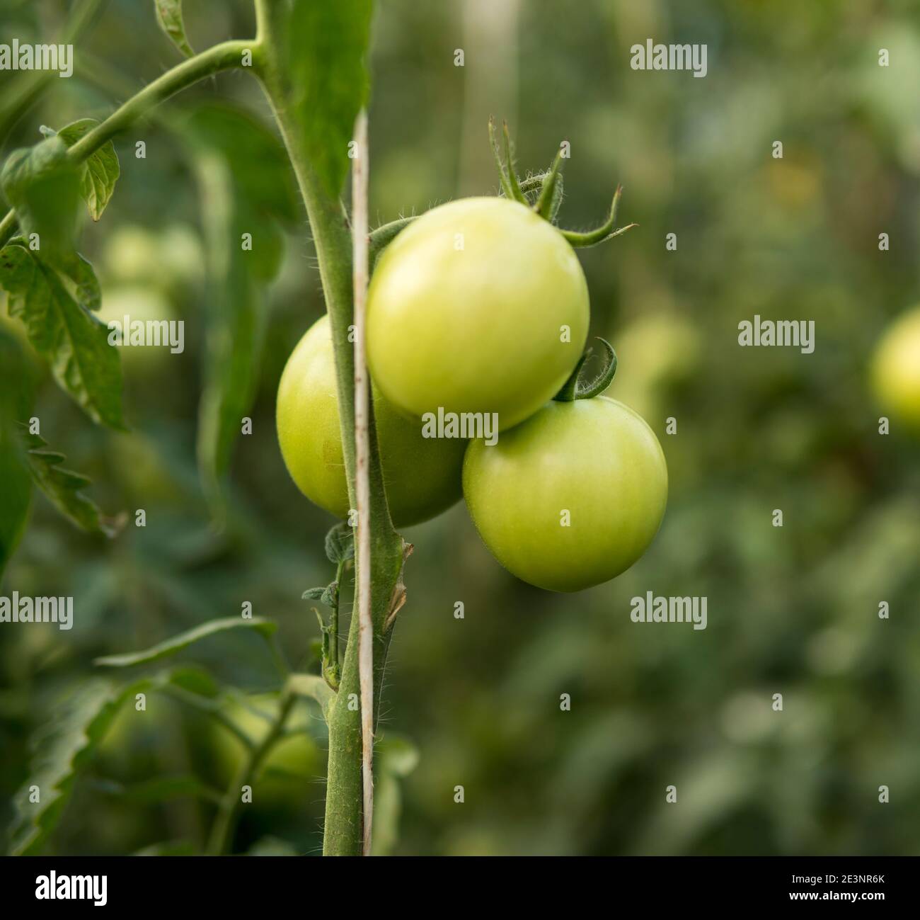 detail of green tomatoes growing inside of a greenhouse Stock Photo - Alamy