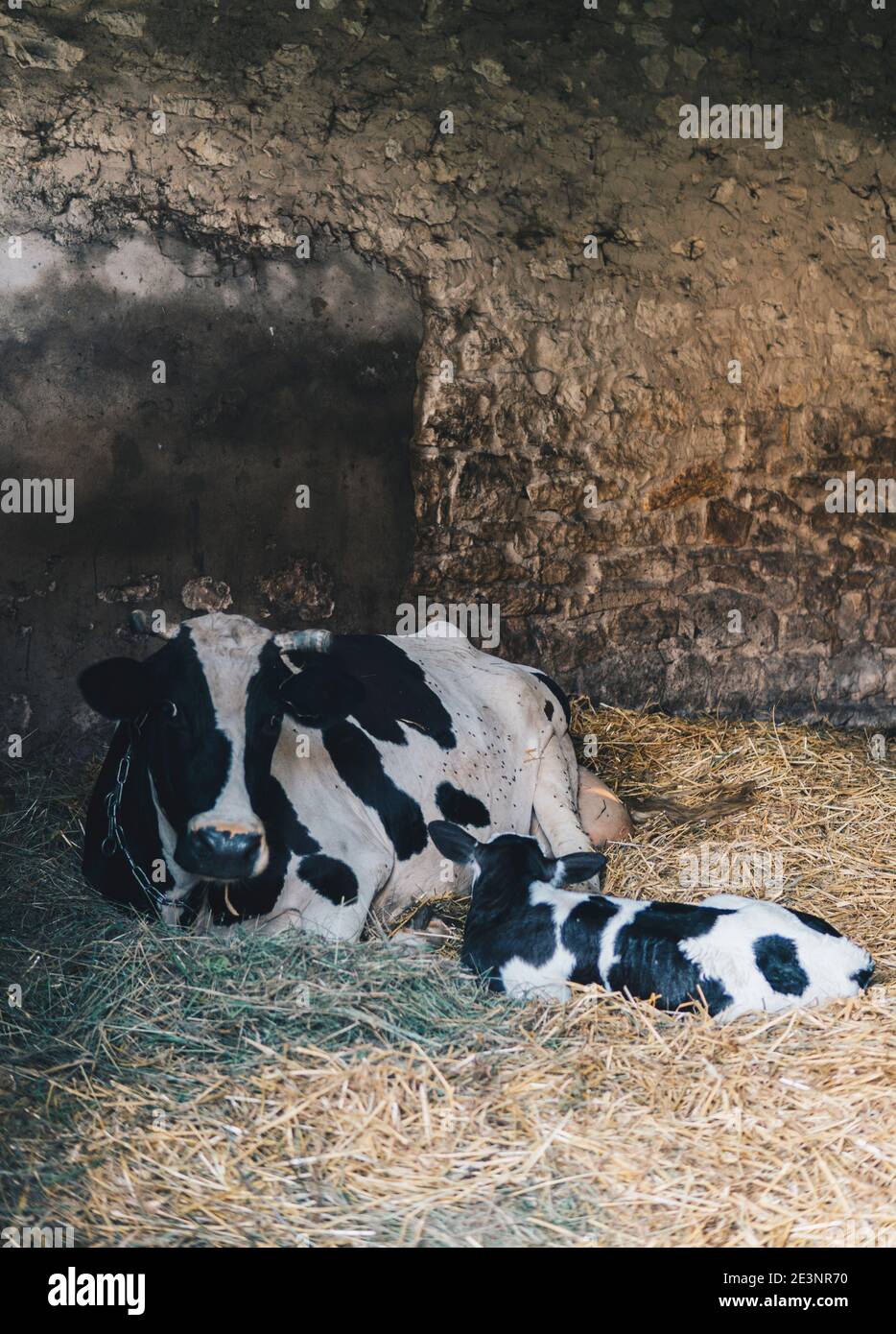 Old cowshed hi-res stock photography and images - Alamy