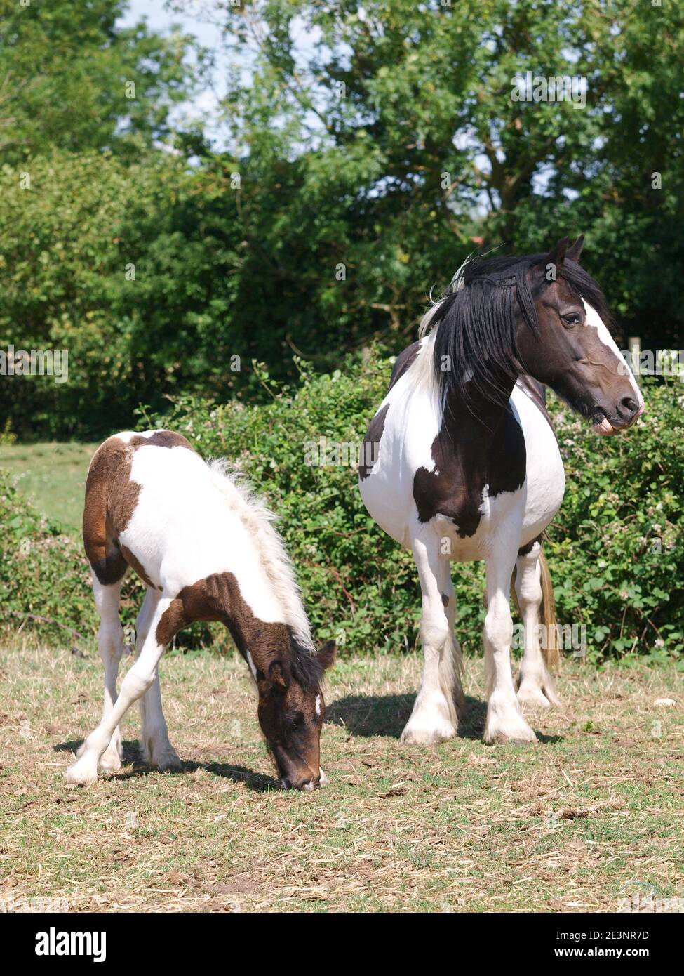 A gypsy cob mare and foal in a summer paddock Stock Photo - Alamy