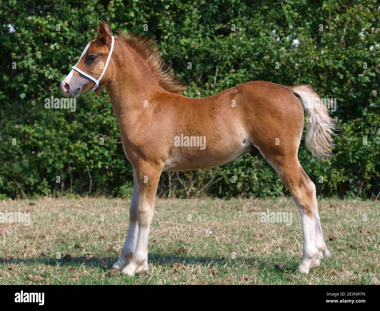 Welsh pony section d hi-res stock photography and images - Alamy