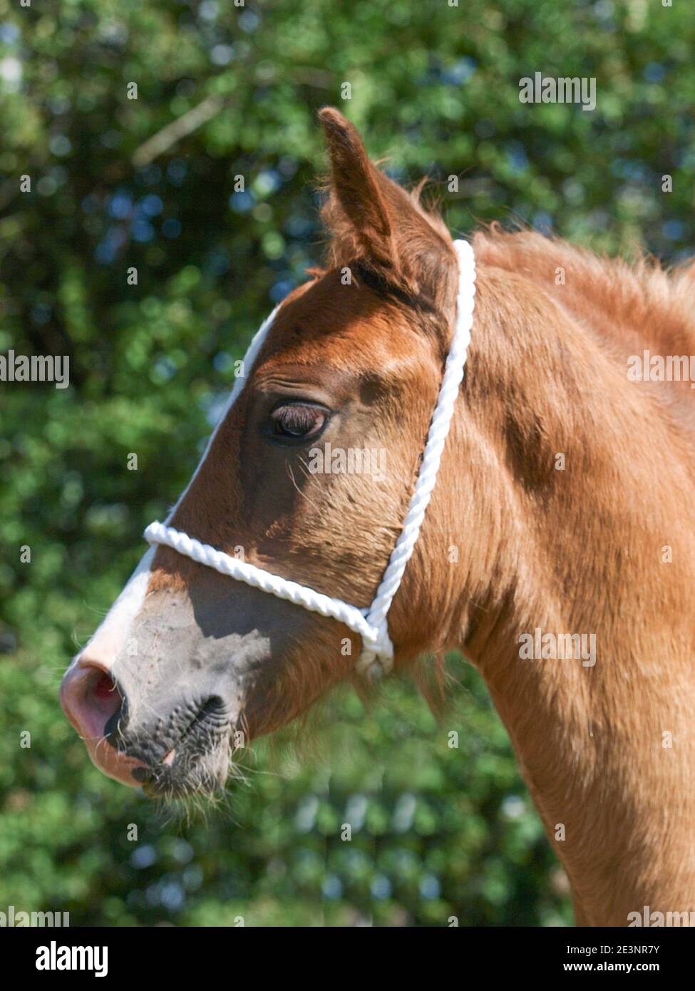 Welsh section d hi-res stock photography and images - Alamy