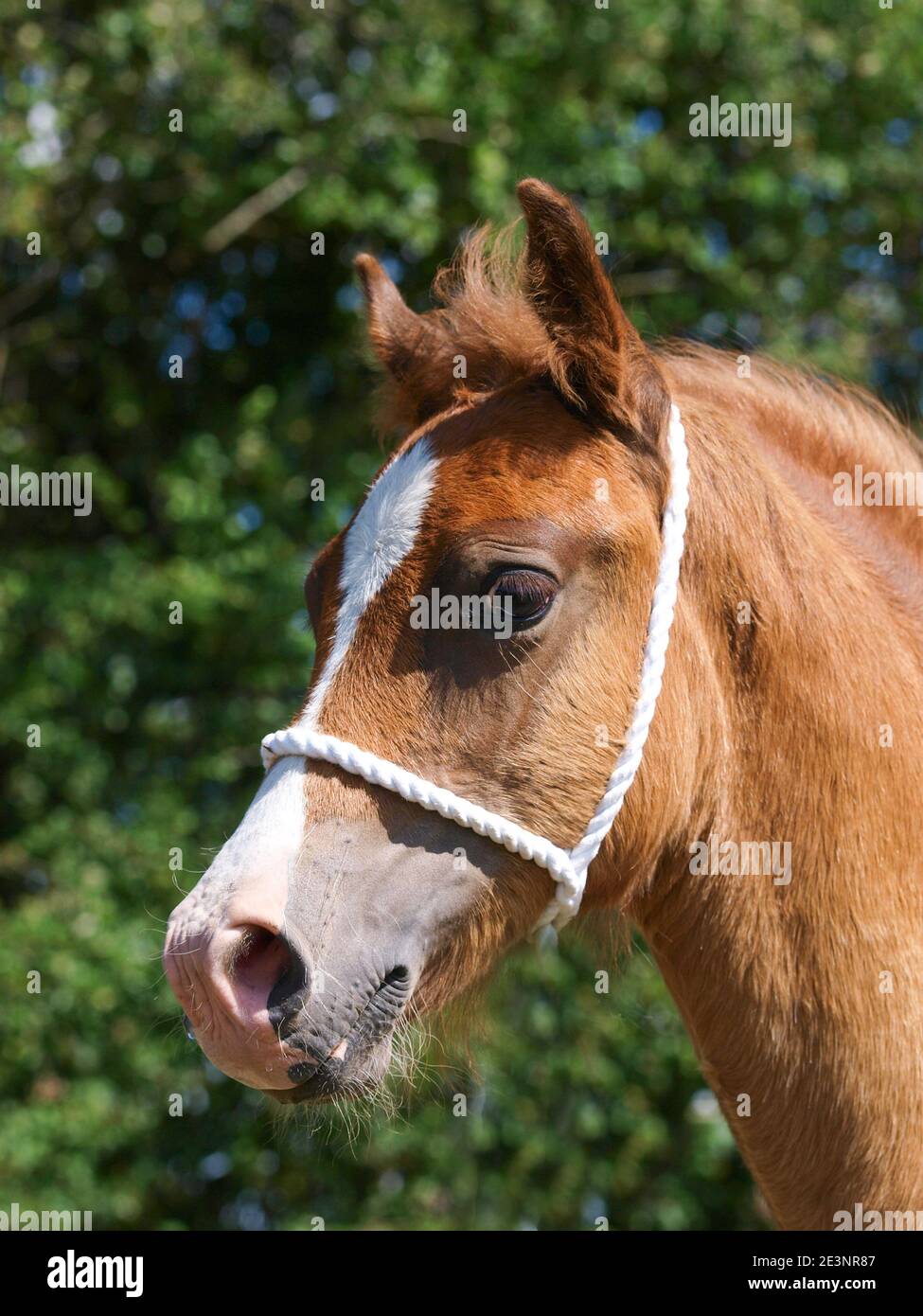 Welsh section d hi-res stock photography and images - Alamy