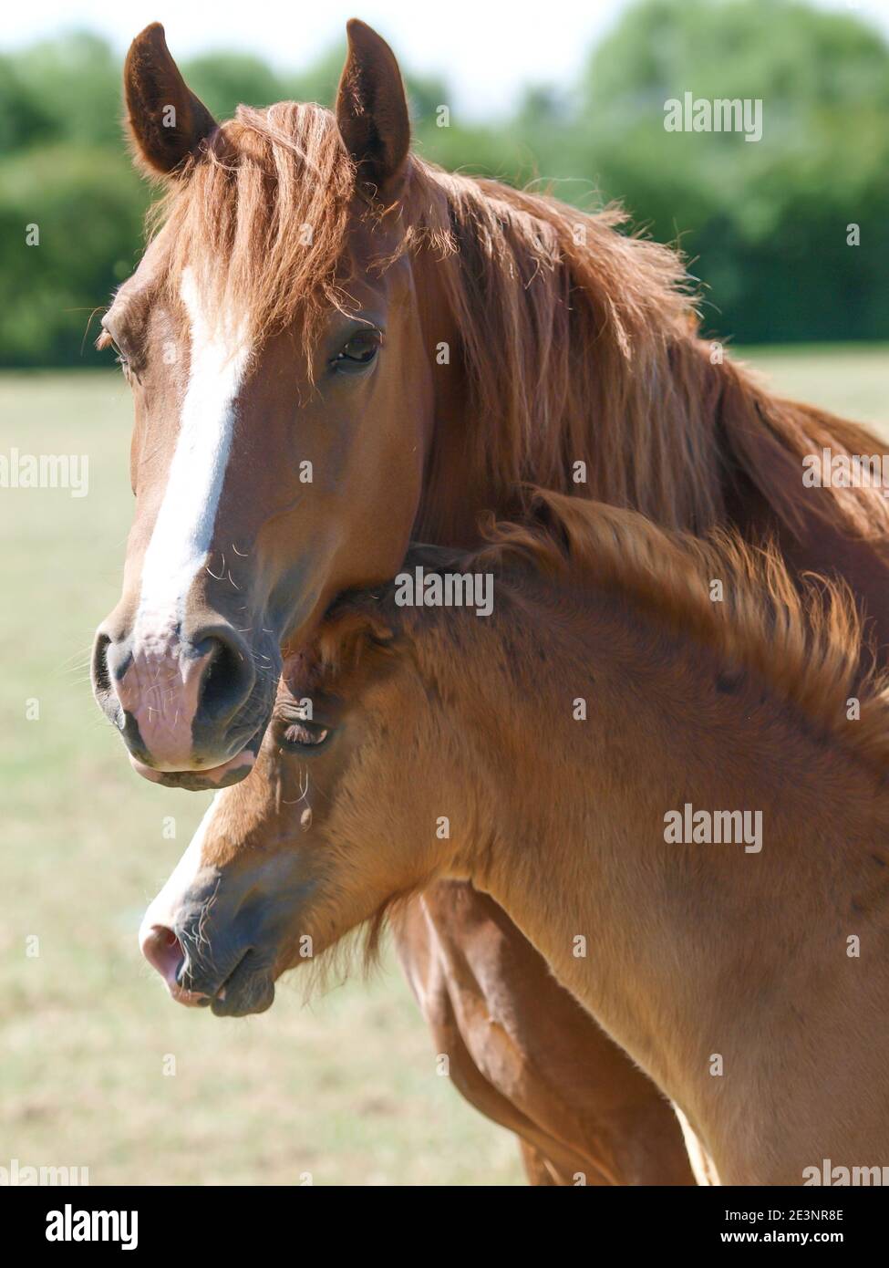 A Welsh Cob mare and foal headshot Stock Photo - Alamy